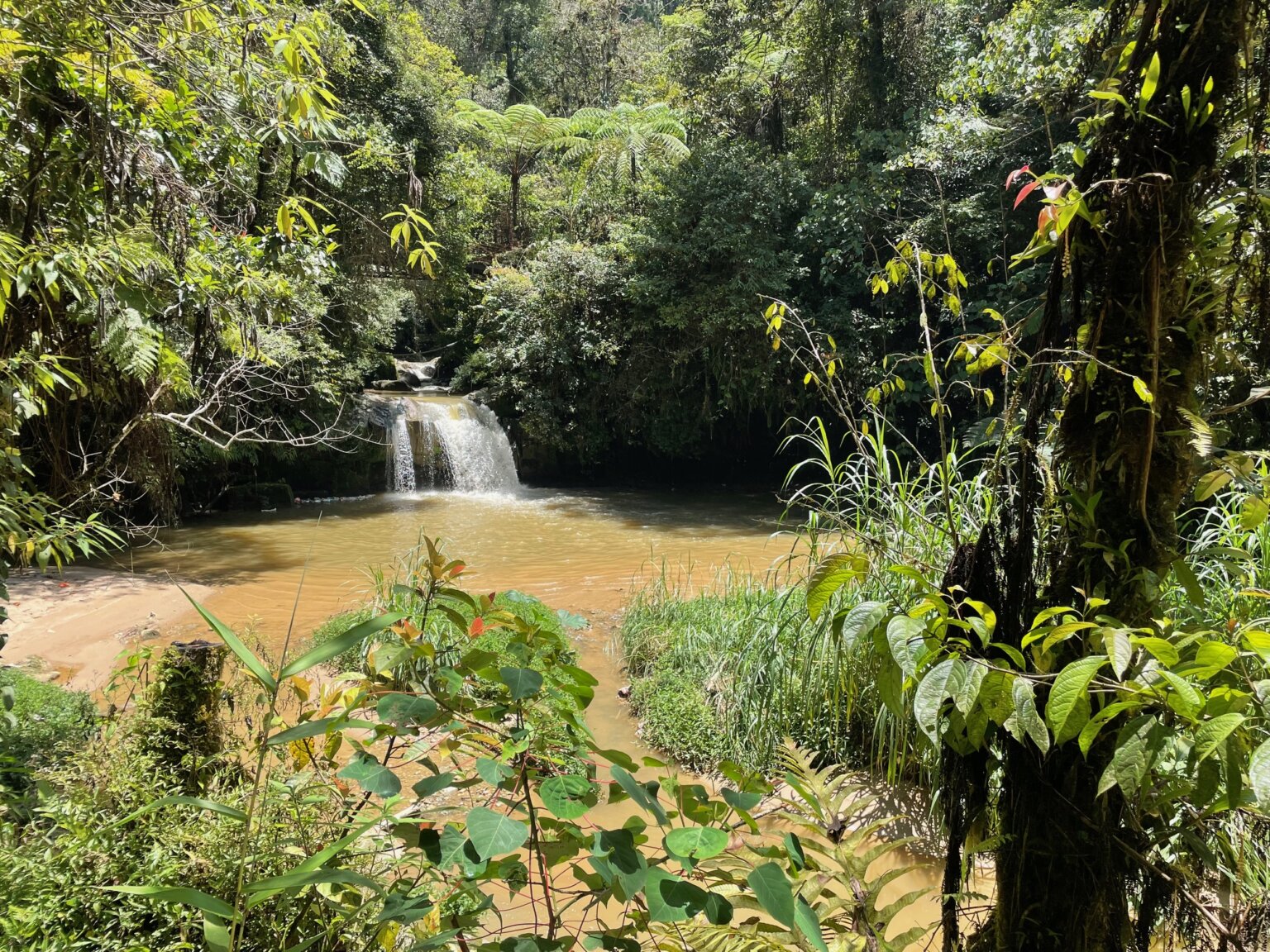 Cameron Highlands & Taman Negara National Park - steven robert wind